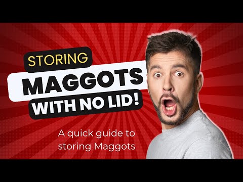 Maggots Fishing Baits - Coarse Carp Fishing | Soar Tackle